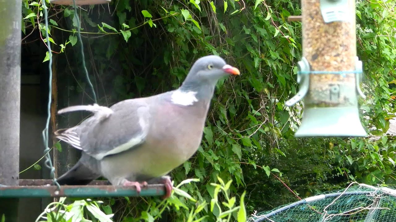 Intelligent Pigeon - YouTube