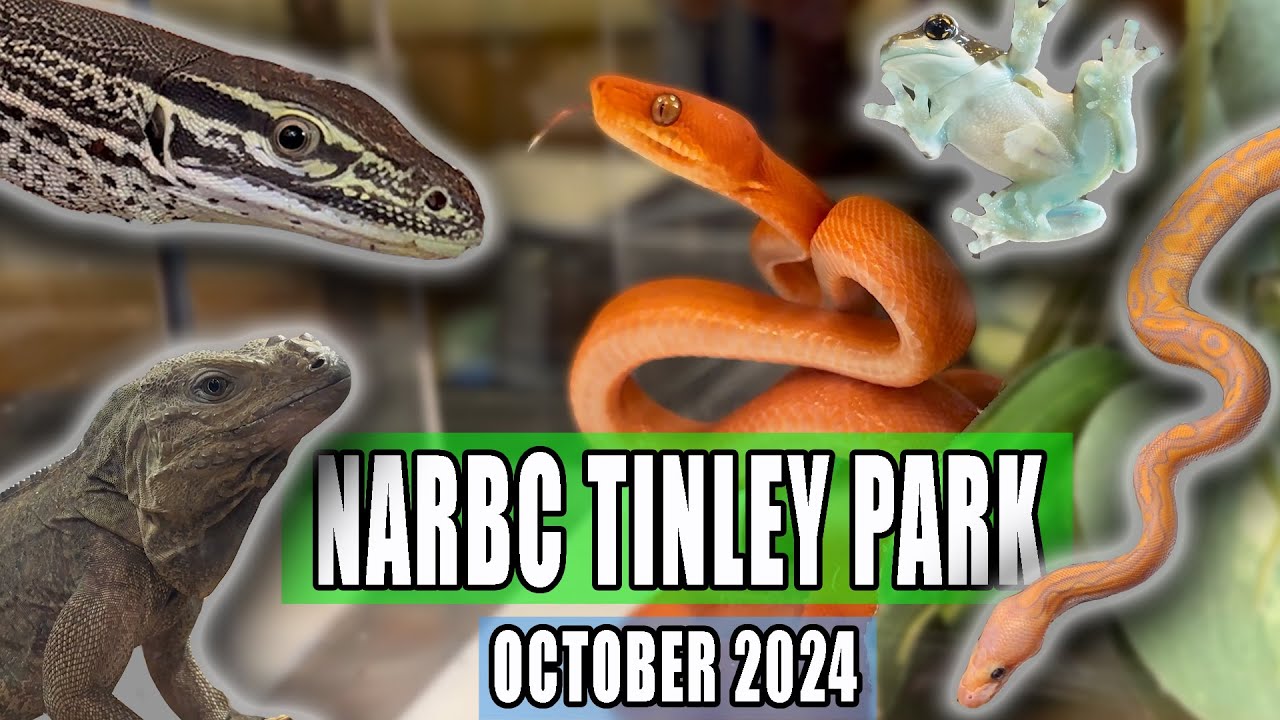 Tinley Park Reptile Expo October 2024 - YouTube