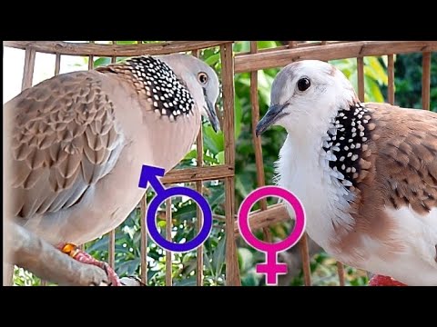 Most Beautiful Fancy Spotted Dove - YouTube