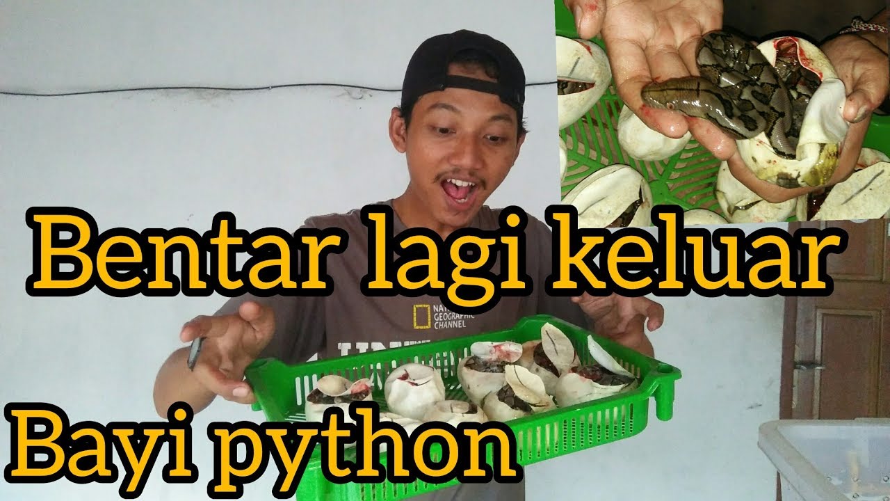 BAGINI TELUR ULAR PYTHON YANG MAU MENETAS | LUCU BANGET BEBY ULAR NYA - YouTube