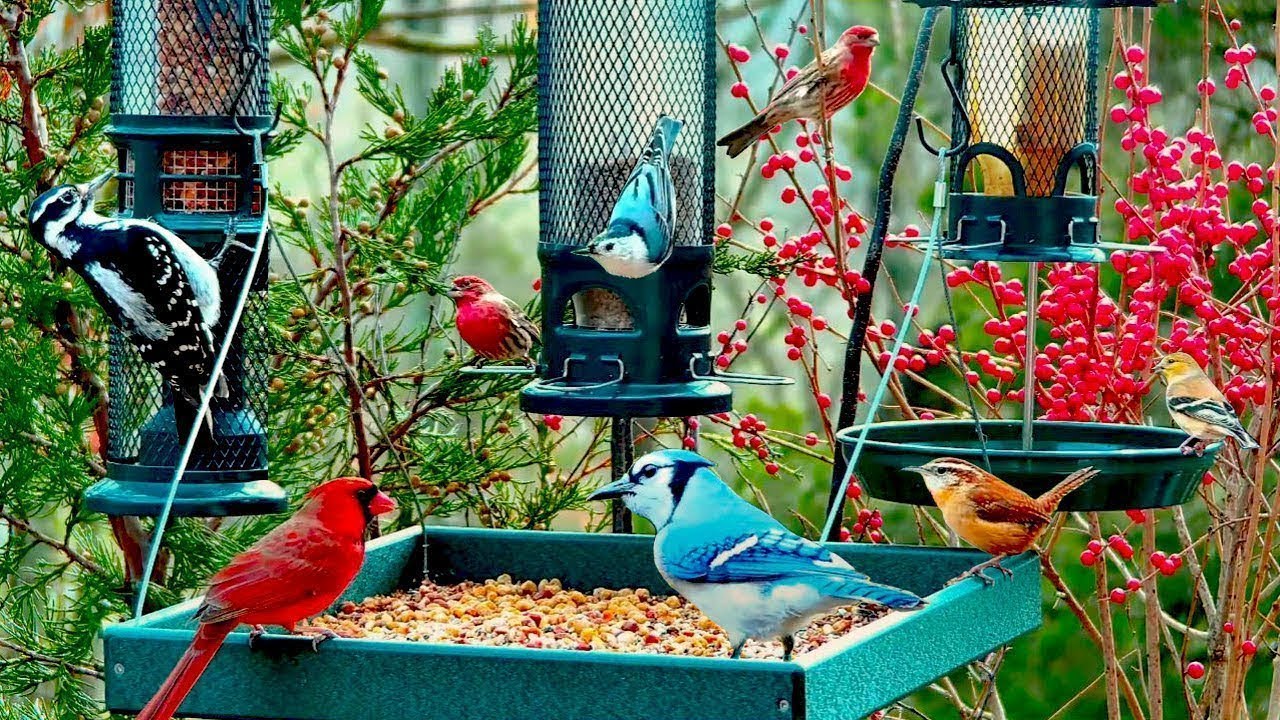 🔴SNOWY Bird Feeder 24/7 | ️Cardinals, Blue Jays & Squirrels ️ Bird Feed ...