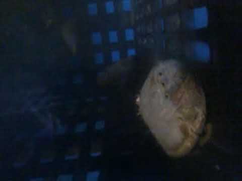 PROSES KELUARNYA SPERMA ABALON