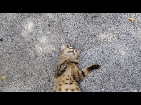 Abbas Qulu Ağabakıxanov və maskulinizm