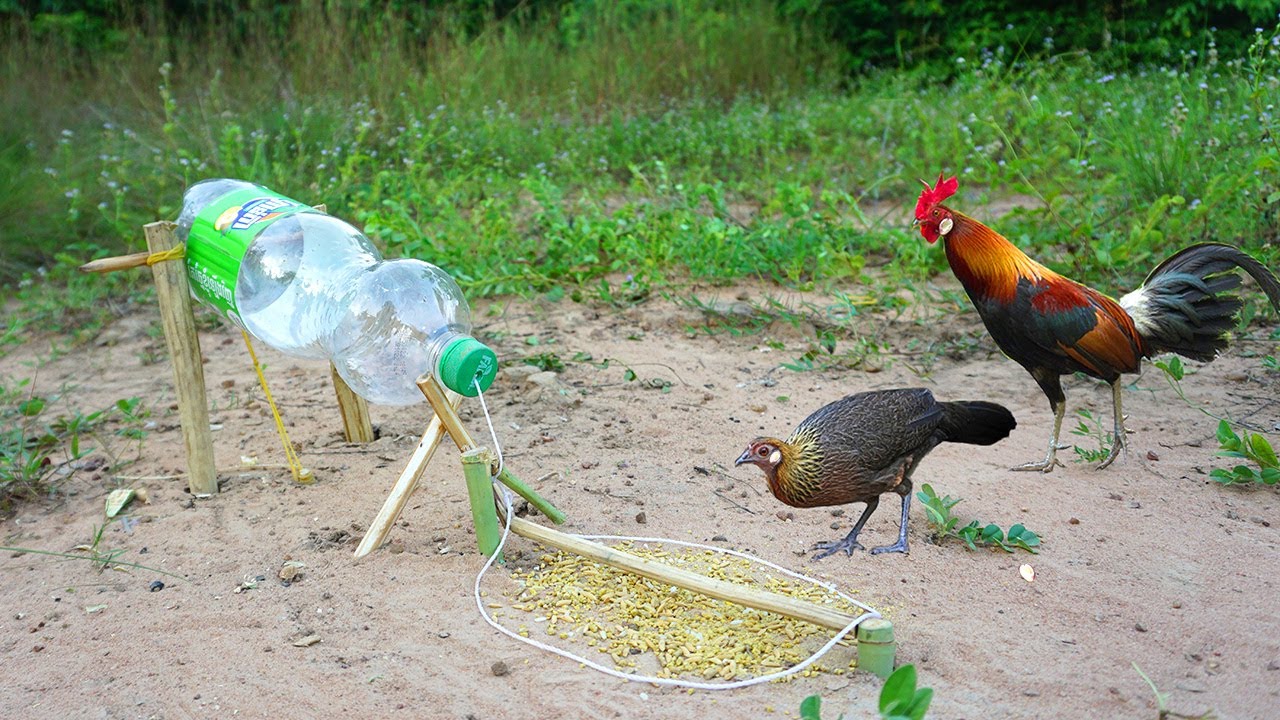 Easy Simple Wild Chicken Trap Using FANTA Bottle & Wood - Fantastic ...