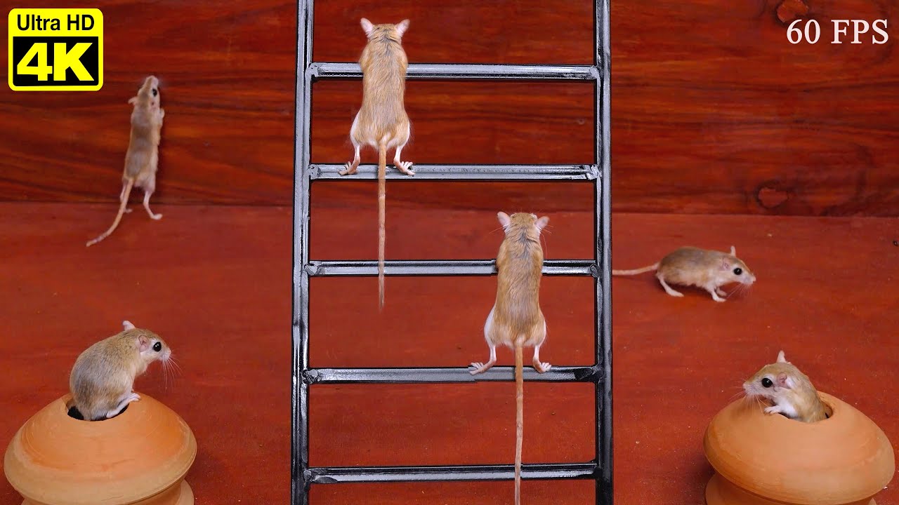 Cat TV Games: Ultimate Mouse Chase Fun | Mice Seek & Hide | Videos for ...