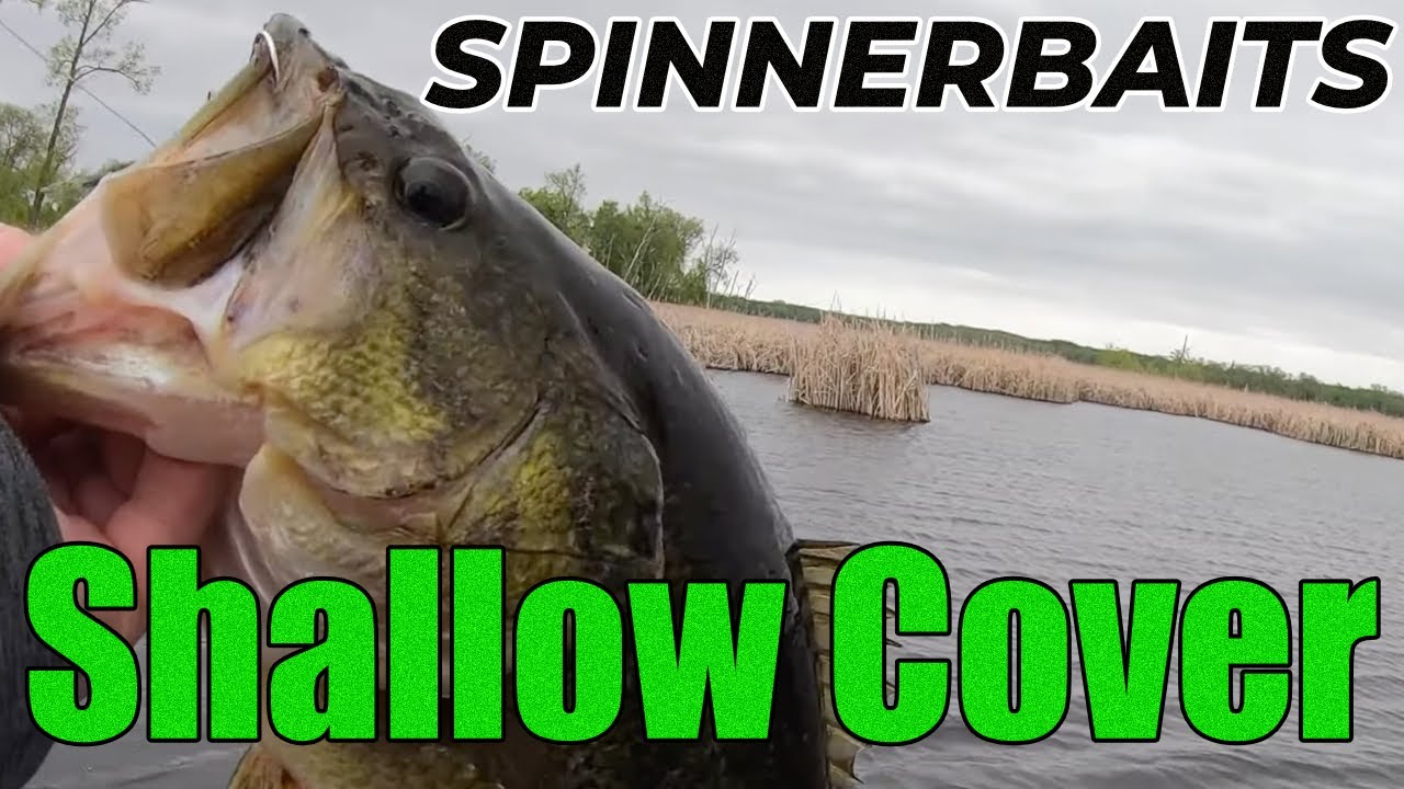 Shallow Cover Largemouth Bass with Bassman Spinnerbaits - Tips To Catch ...
