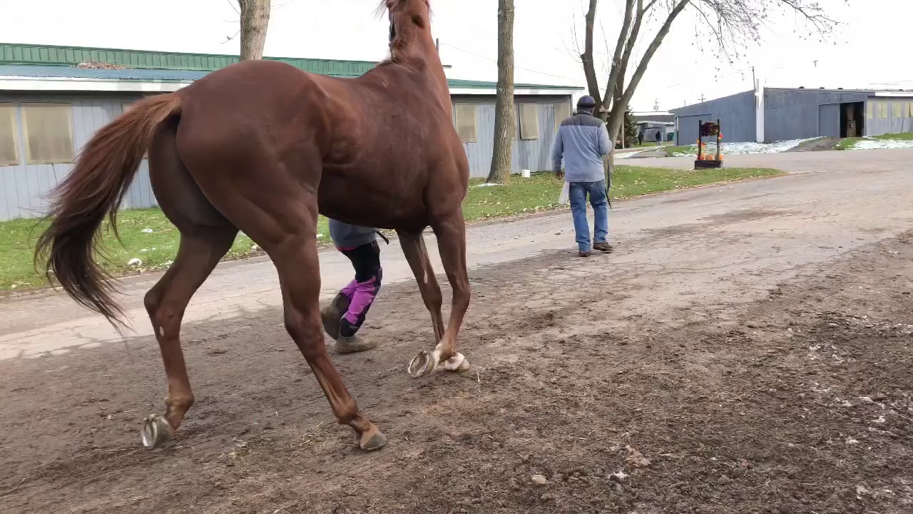 Chasing Carrots November - YouTube