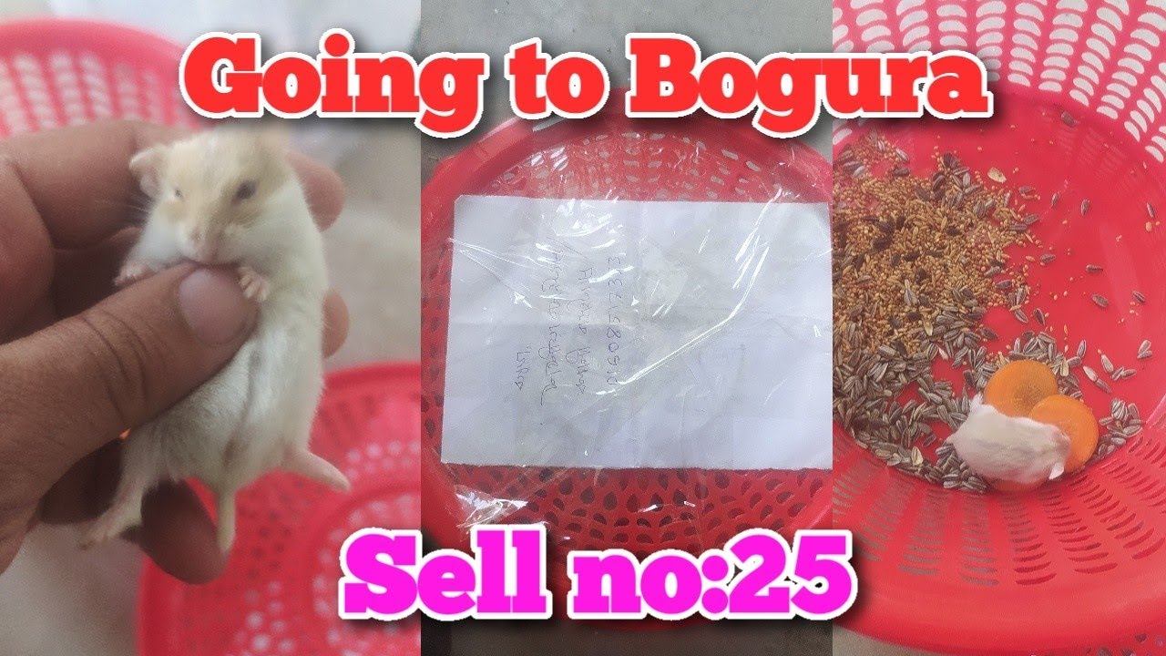 Russian dwarf hamster tame size baby going to Bogura |Hamster sell no ...