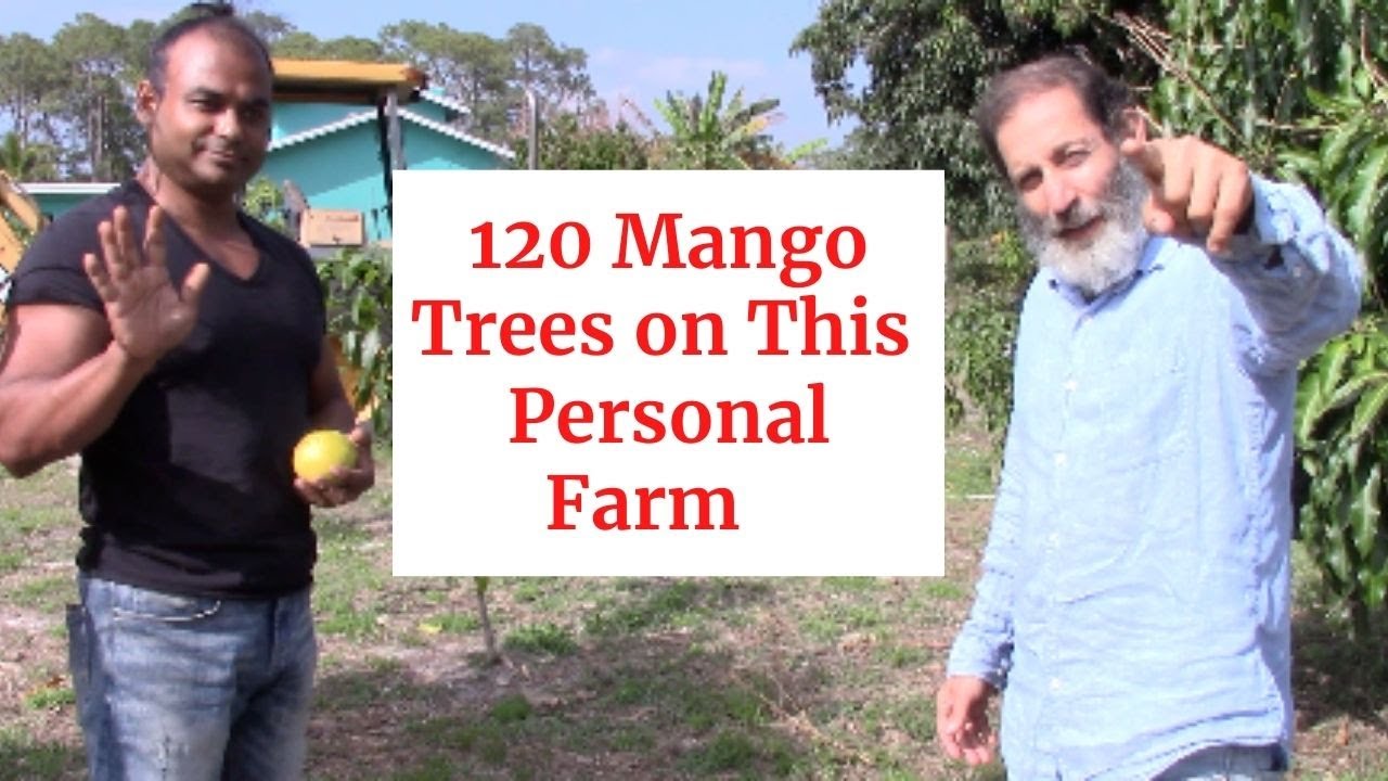 This man has 120 mango trees - YouTube