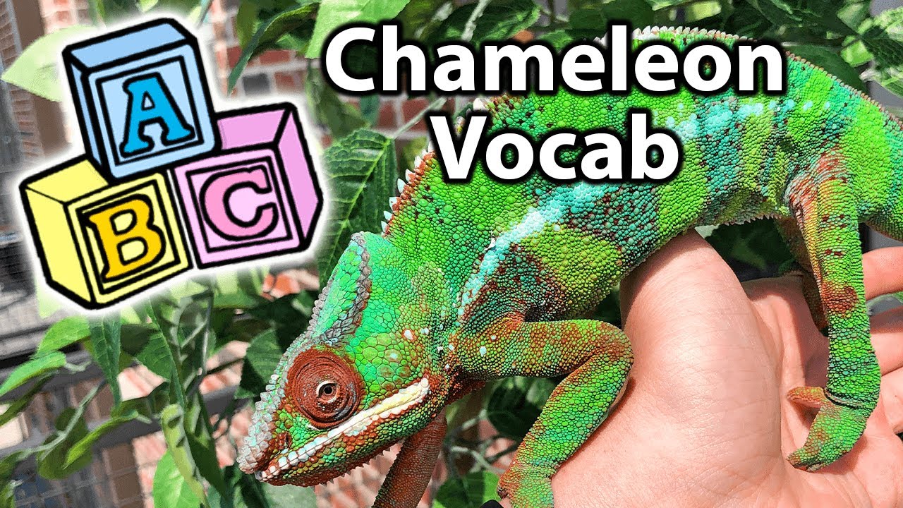 Common chameleon terminology - YouTube