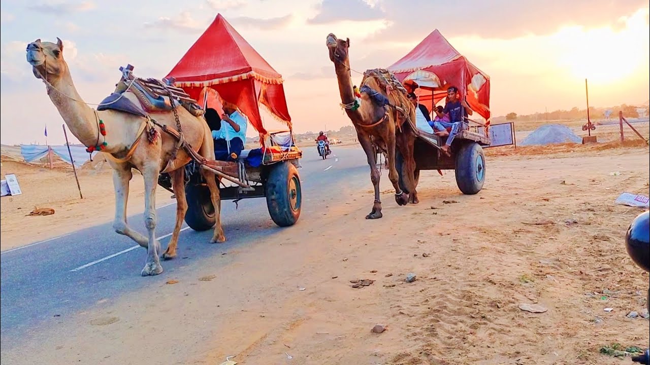 Camel safari Thar desert safari ऊंट reading in desert riding Pushkar ...