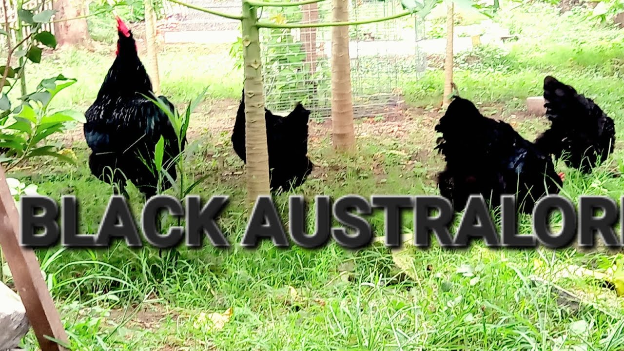 My Black Australorp Chicken Pureline Original petetnak layer mandiri ...