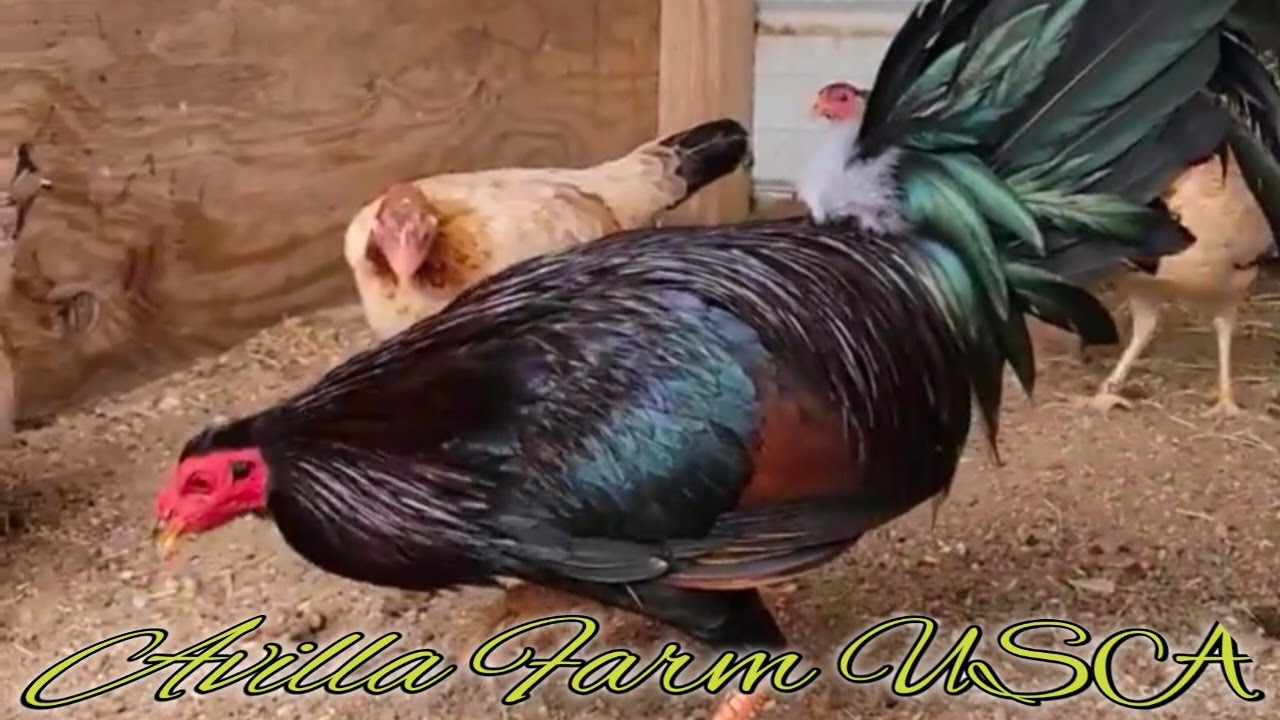 Foster Kelso Rounhead Asils - AVILLA FARM USA - YouTube