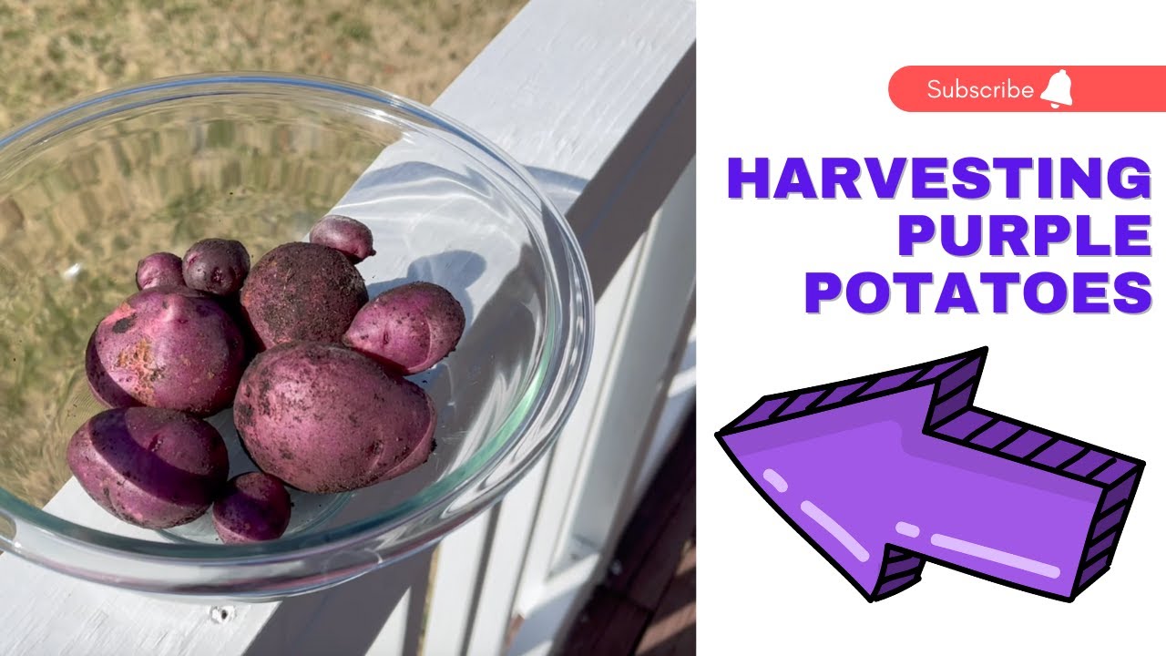 Harvesting Purple Potatoes! - YouTube