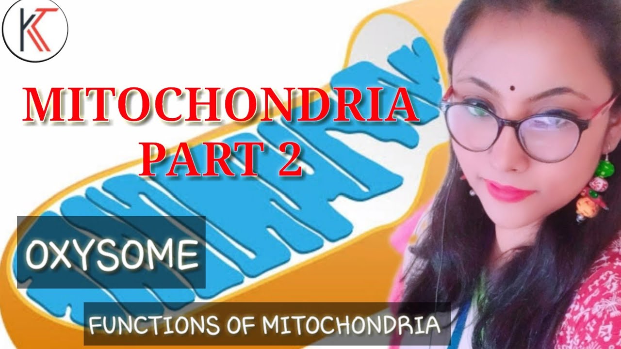 MITOCHONDRIA || FUNCTION OF POWERHOUSE OF THE CELL || OXYSOME || NEET ...