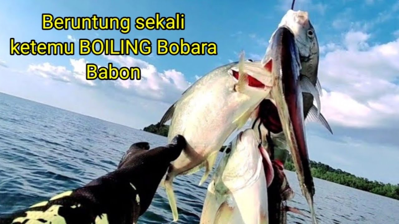 SADISSSS Ketemu Boiling ikan bobara Size babon - YouTube
