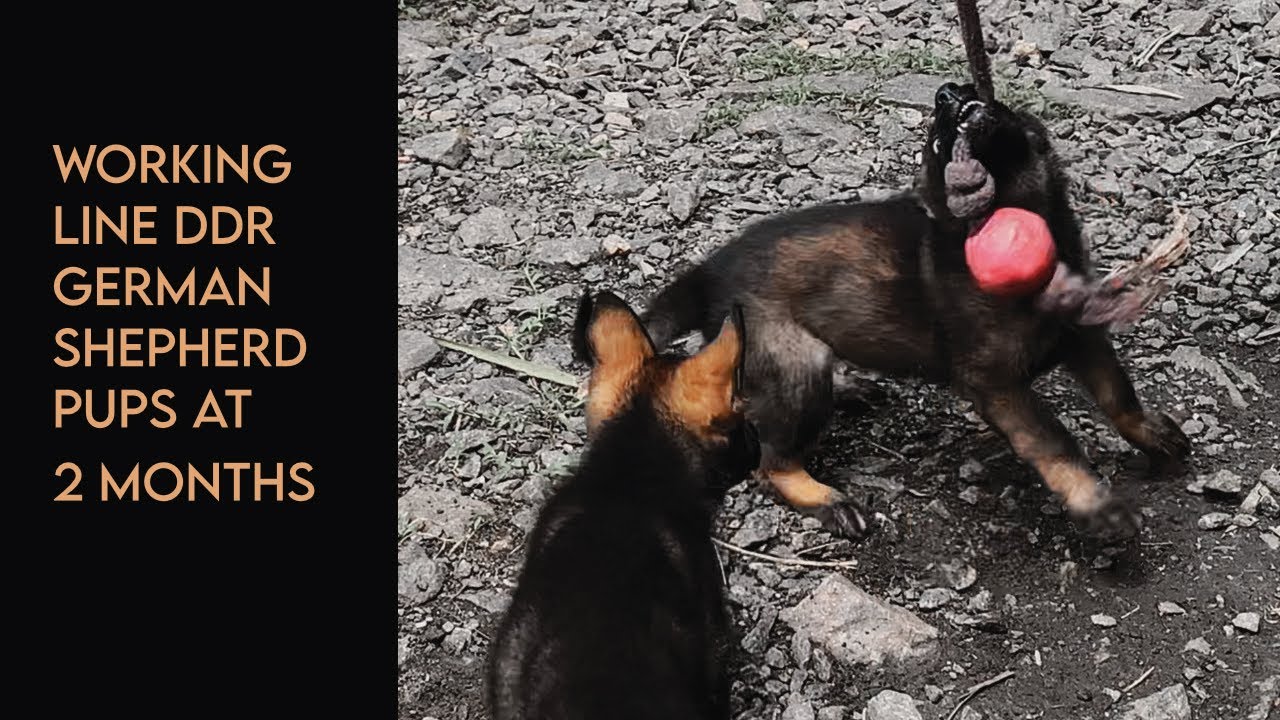 Sable 2 month old DDR Working line German Shepherd Pup @Kerala - YouTube