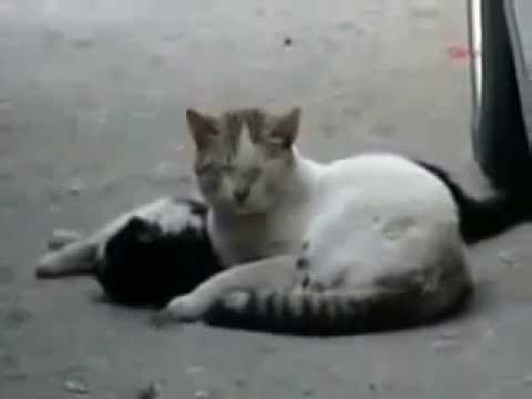 ‪Cat crying over he's dead friend‬‏ YouTube 360p - YouTube