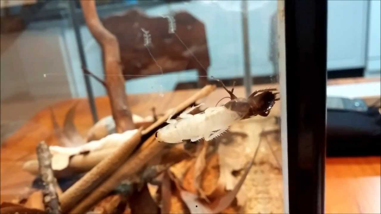 Australian bush cockroach nymph moulting - YouTube