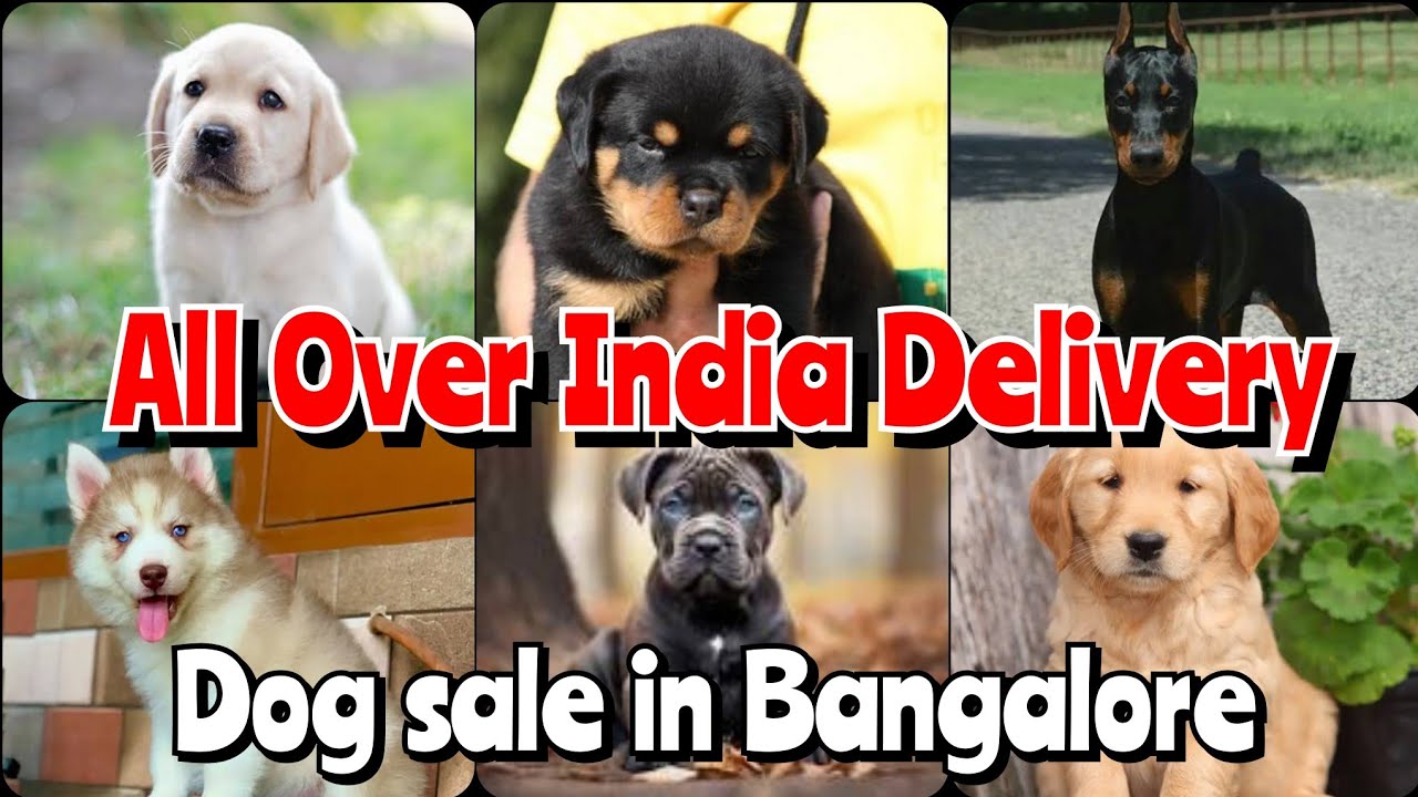 🦮 Dogs all Over India Delivery 💜 Adopt Puppies in Bangalore 🐾 Home ...
