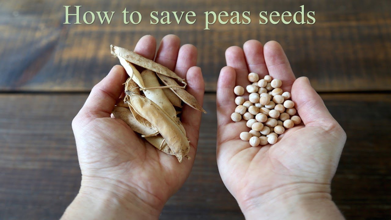 Peas planting at home || free peas seeds || Peas seed at home || Peas ...