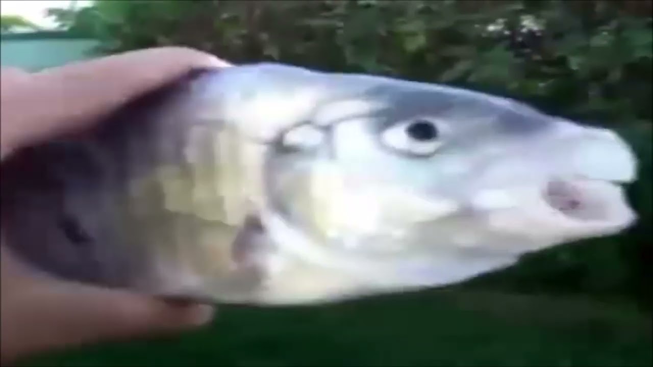 Killerfish from San Diego (Sus Edition) - YouTube