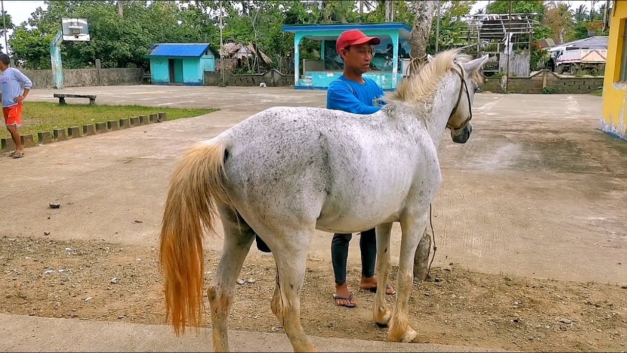 Part-3 Ang ganda ng kabayo ni sir - YouTube