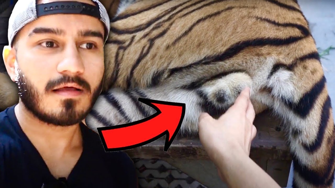 The Day I Touched TIGER BALLS !! 😱 Pattaya Thailand Vlog - YouTube
