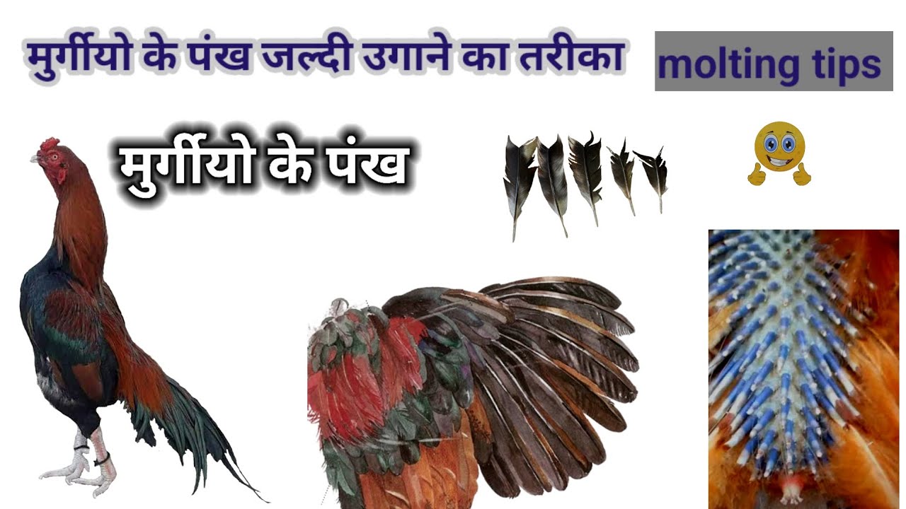 Molting process information video #poultryinformation - YouTube