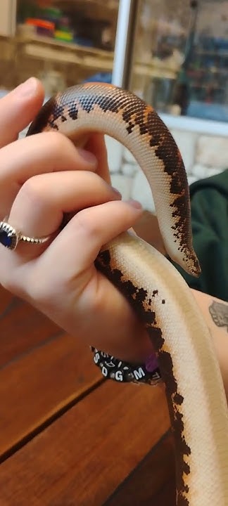 Spurs are found in some basal snake groups, such as boas and pythons ...