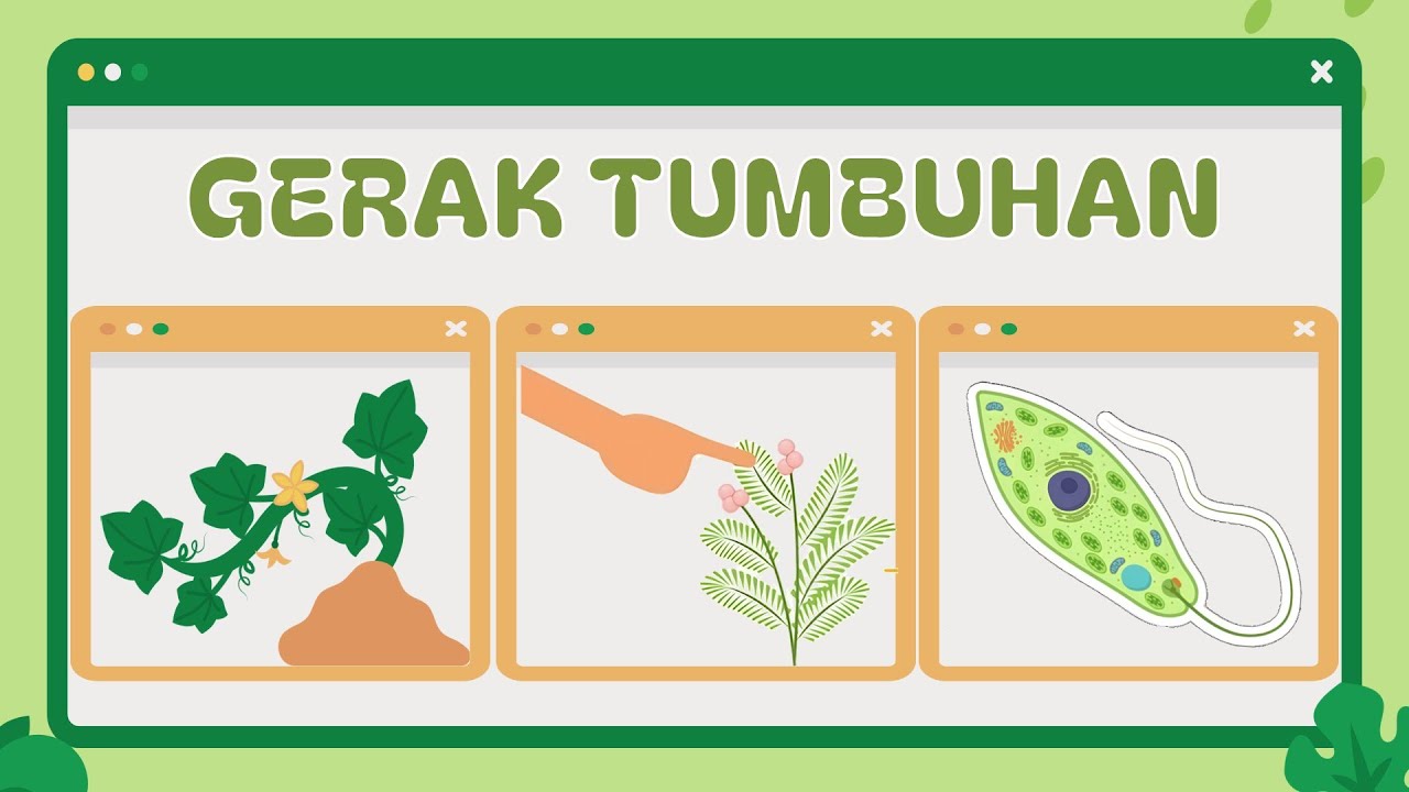 Macam-Macam Gerak Pada Tumbuhan (Endonom, Higroskopis, Etionom) IPA ...