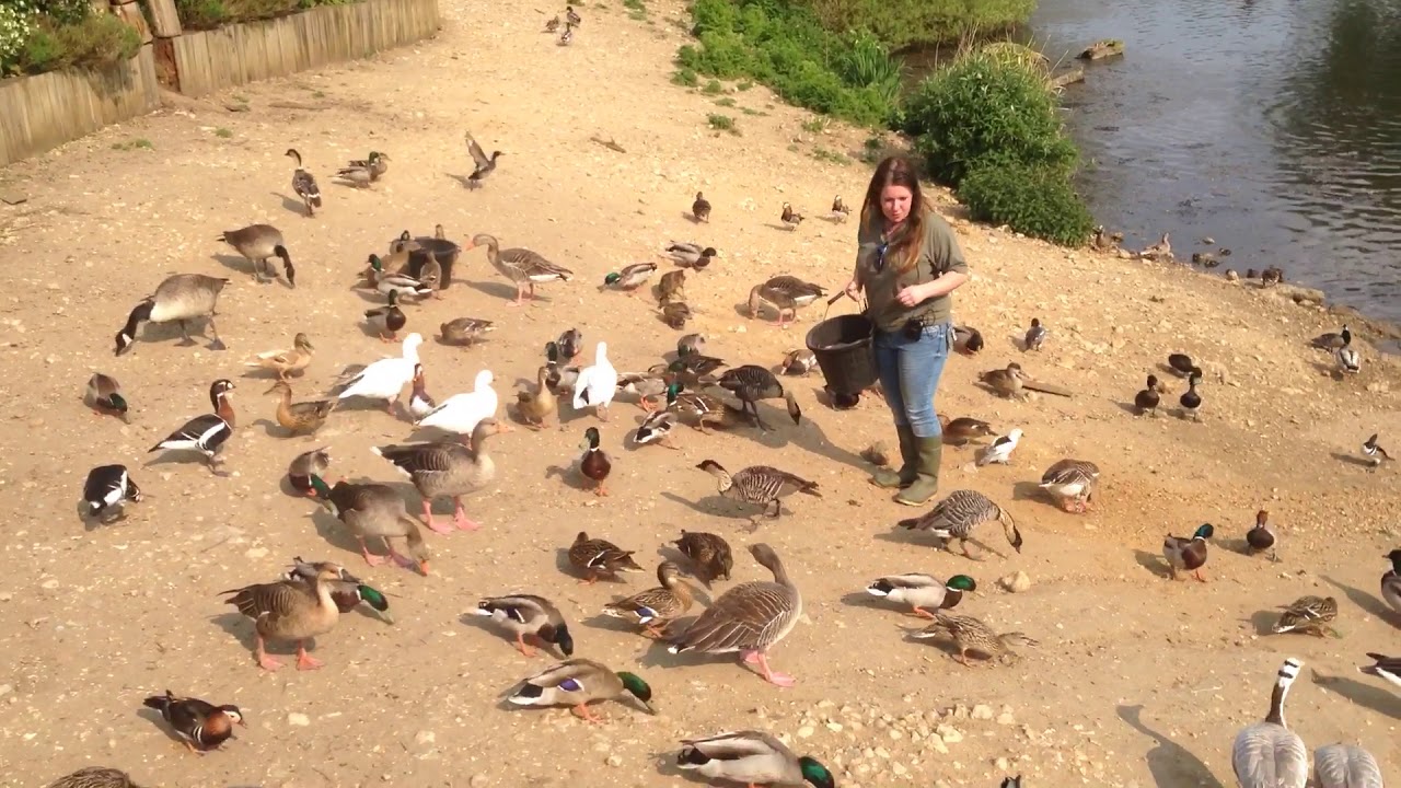 Excitable ducks! Feeding time, Pensthorpe - YouTube