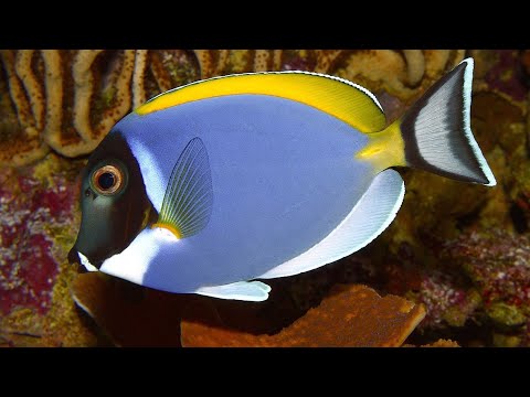 Facts: The Powder Blue Tang - YouTube