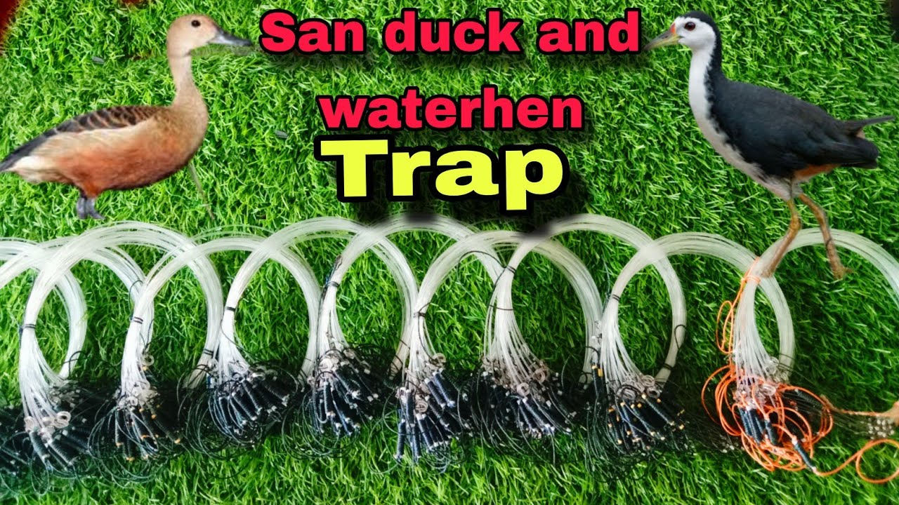 Easy bird hunting trap.RUAK RUAK Birds Natural Trap. - YouTube