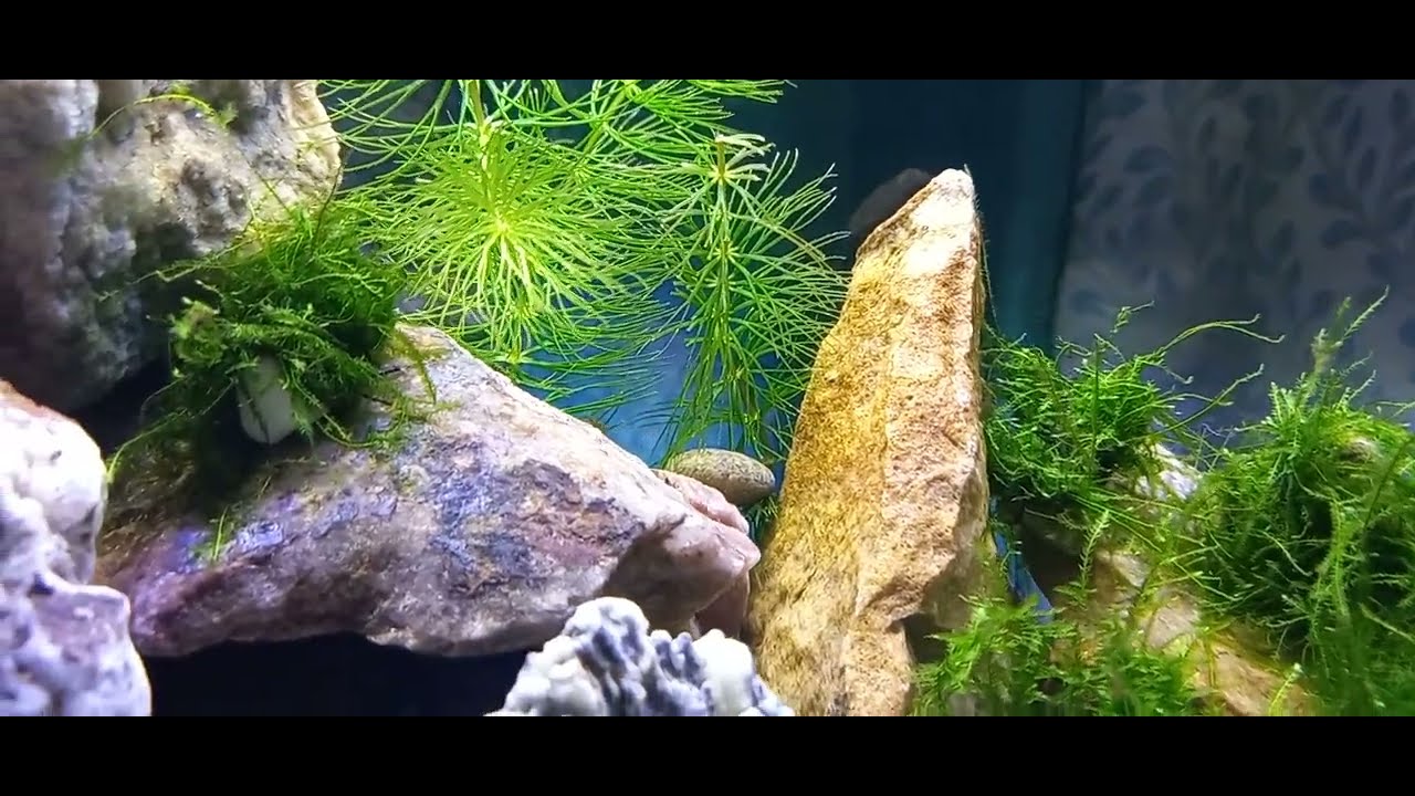 Guppy fish, Guppy baby tank, natural simple aquascape, video (08) - YouTube