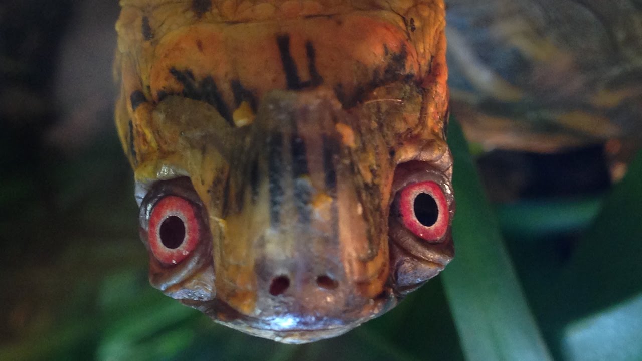 THIS DRIVES SPARKY CRAZY!!! Box Turtle Care - YouTube