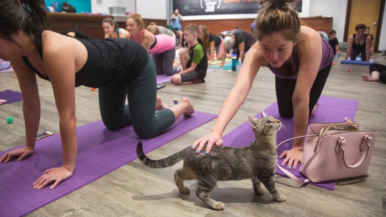 NaMeowste: Kitten Yoga - YouTube