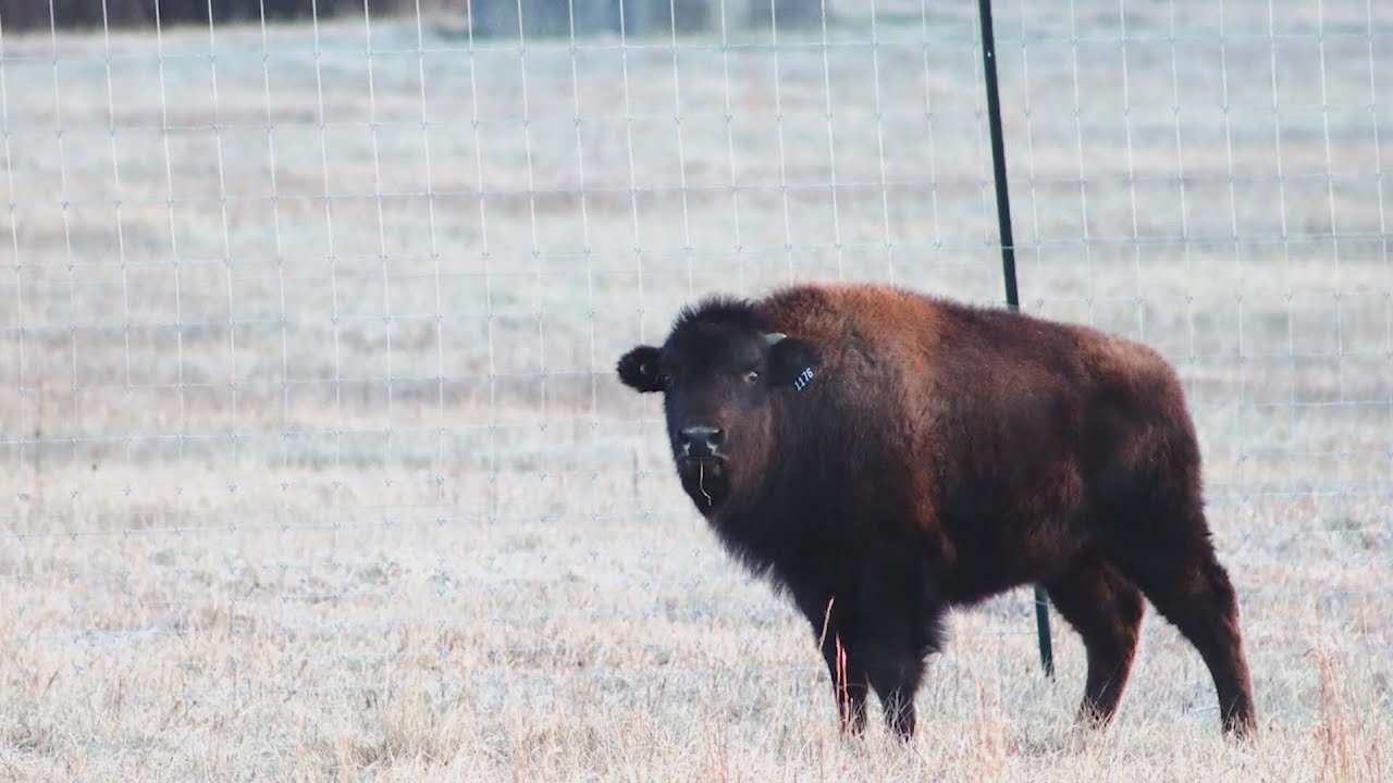 Four bison arrive at Somerset conservation center - YouTube