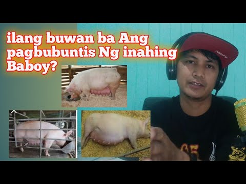 ilang buwan ba Ang pagbubuntis Ng inahing Baboy? - YouTube