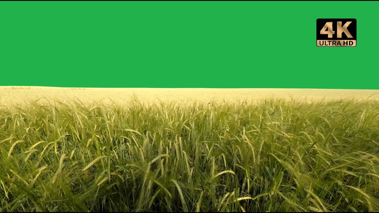 white grass green screen 4k - YouTube