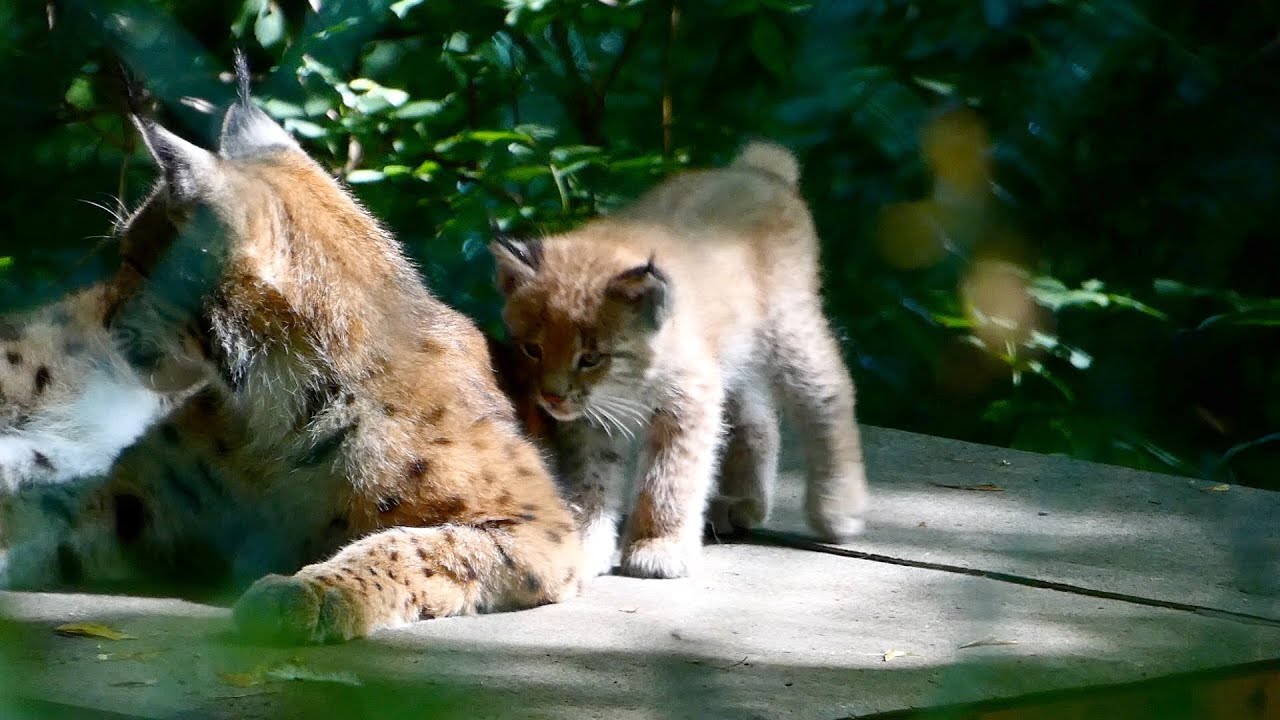 Luchs Baby im Tiergarten Zoo Schönbrunn geboren (Lynx lynx) Park ...