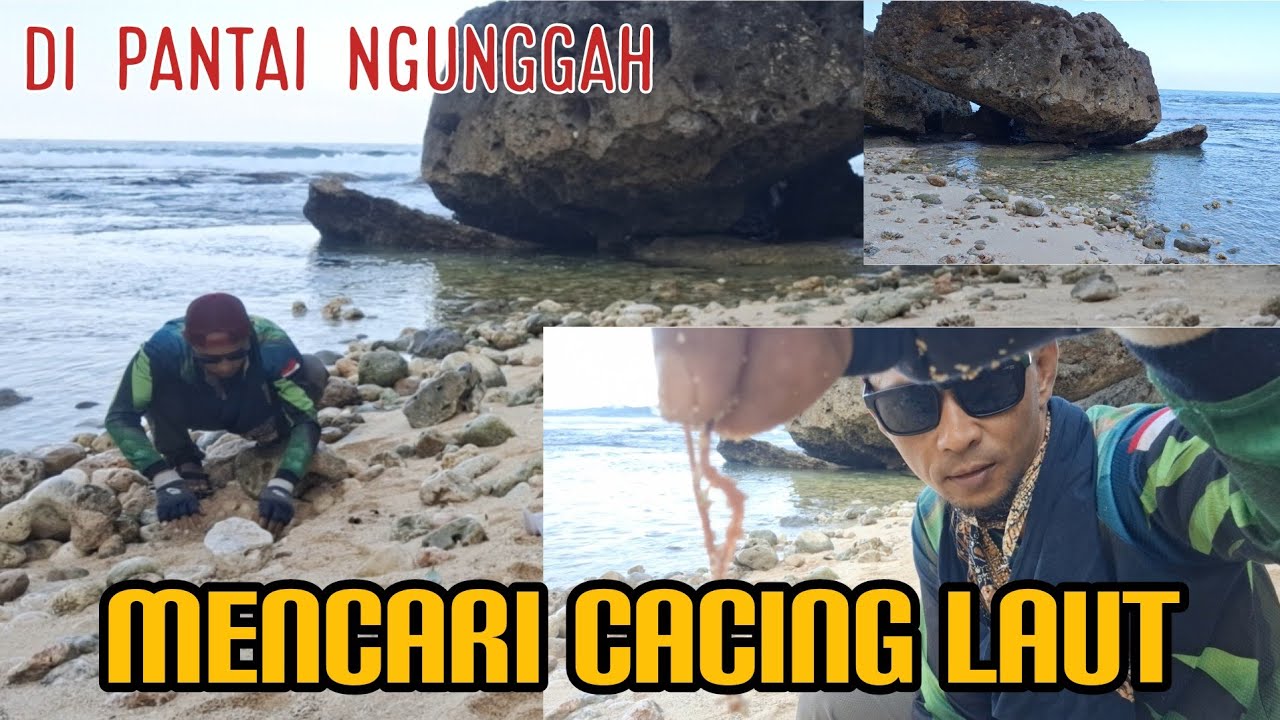 Mencari Umpan Cacing Laut di Pantai Ngunggah Lanjut Mancing di Pantai ...