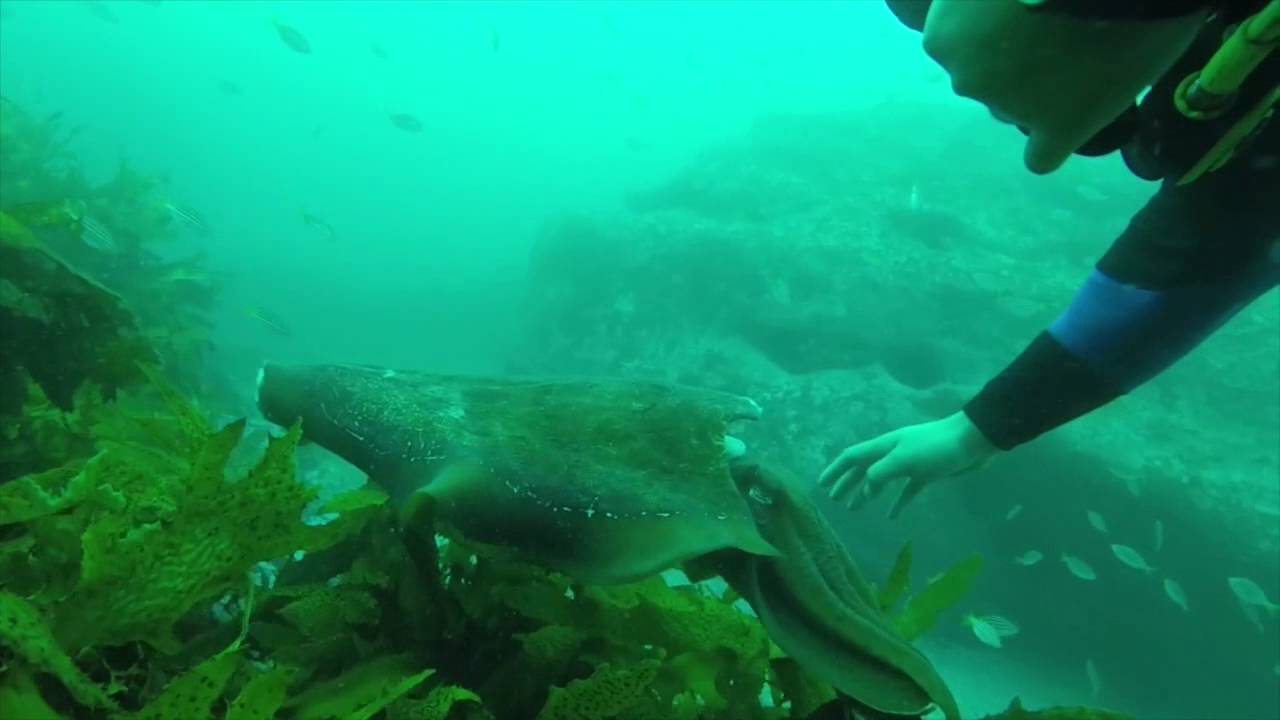 Scuba Diving at Magic Point - YouTube