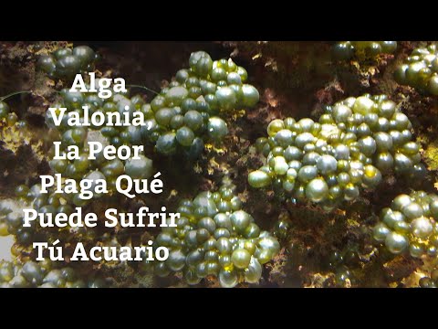 🔵 Como Eliminar El Alga Valonia De Tu Acuario Marino (Acuarios MB)