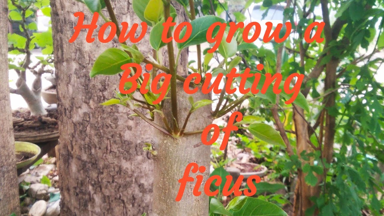 How to grow a Big cutting of ficus ? - YouTube