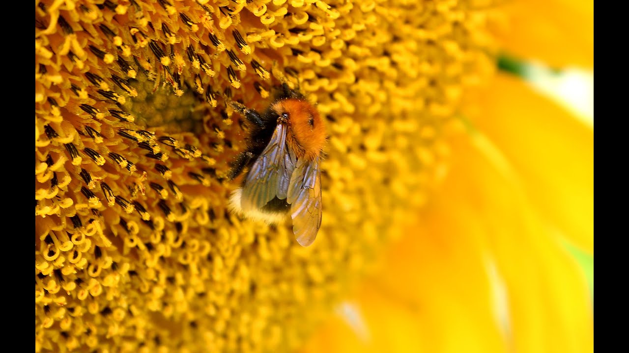 The most fluffy bumble bee in the world! So cute. (Bombus flavifrons ...