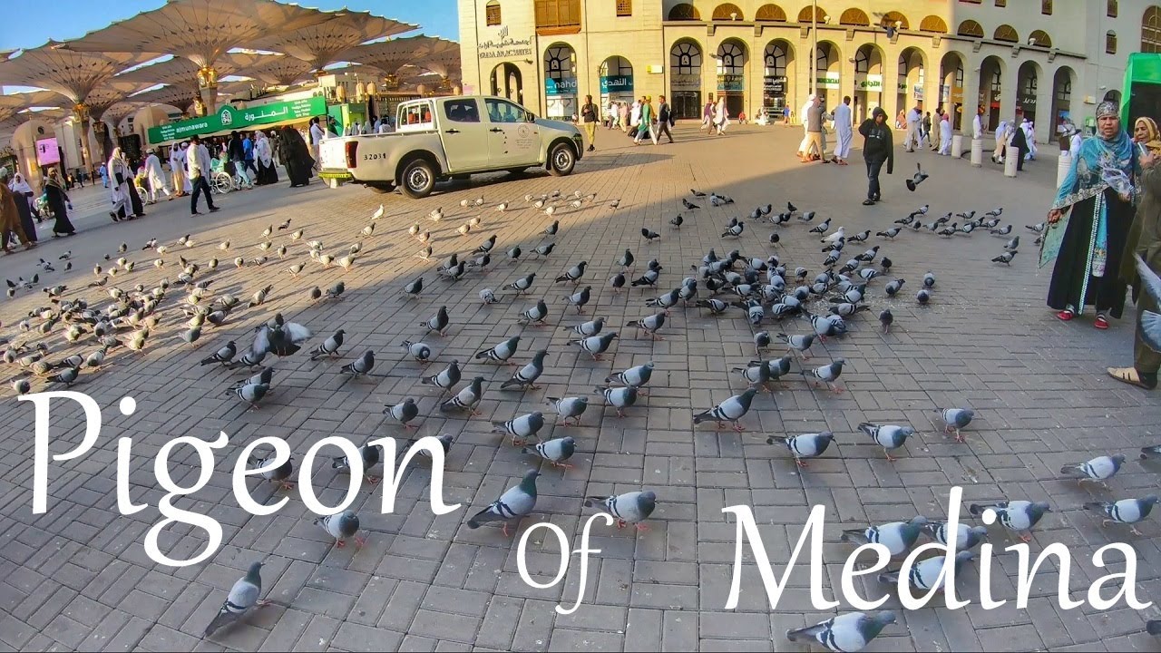 Pigeon Of Medina | Saudi Arabia | - YouTube