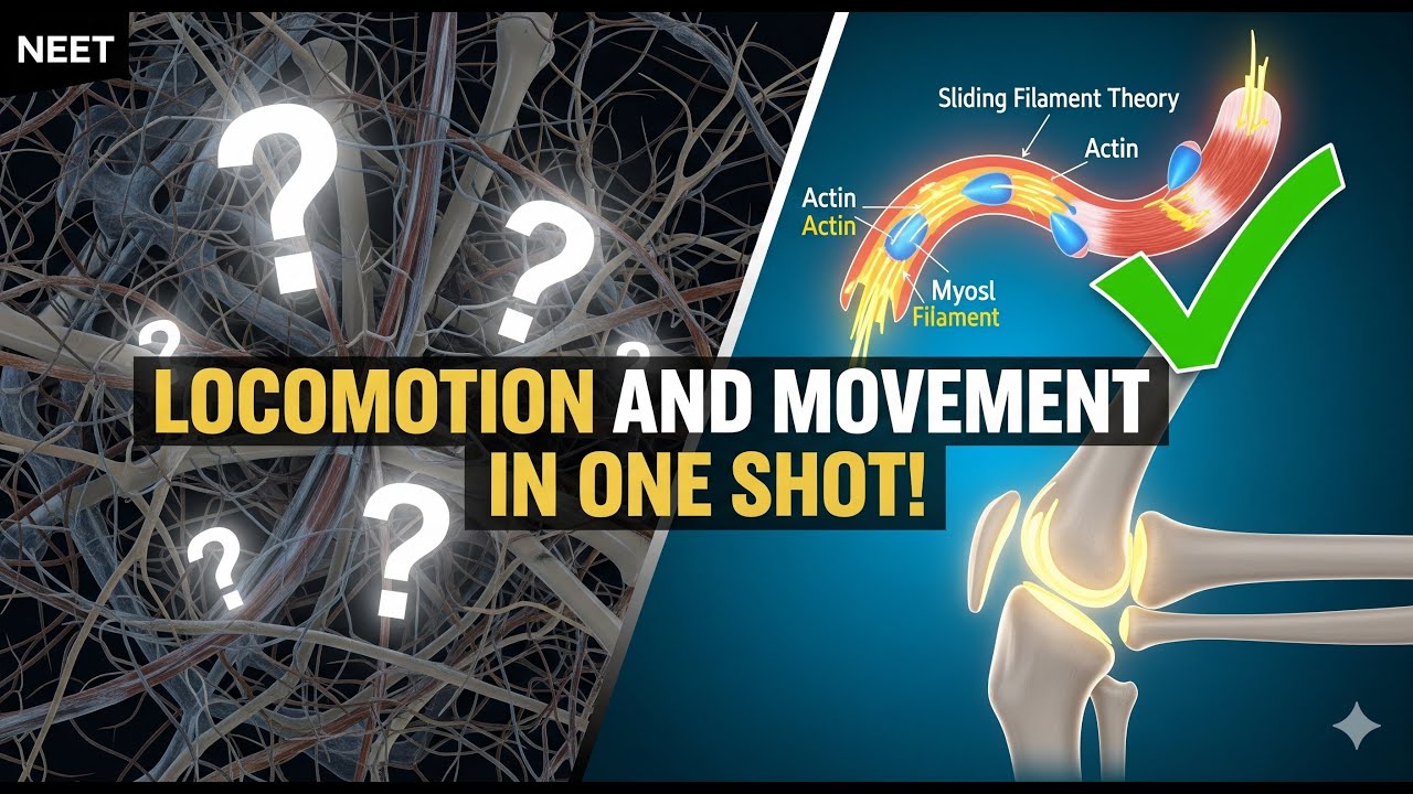 Chapter 17 : Locomotion and Movement | NEET | NCERT | Biology | One ...