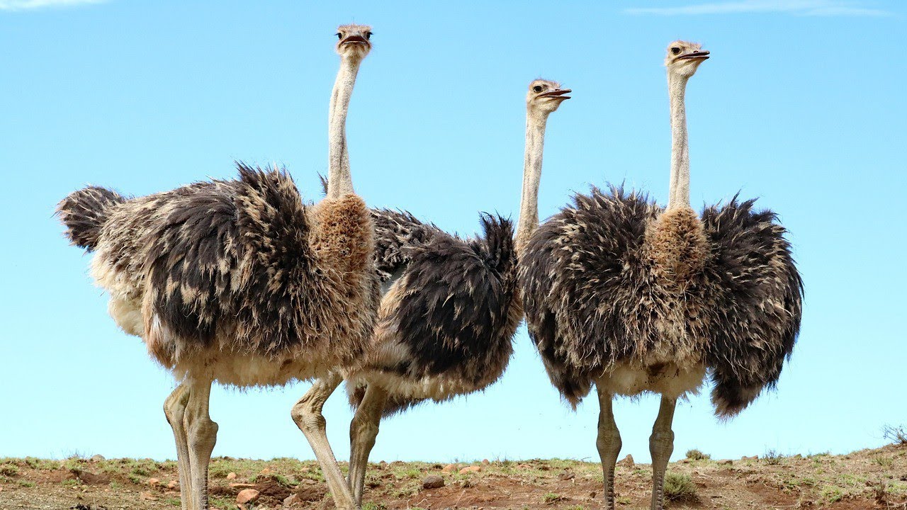 Ostrich In India || Ostrich Bird video || Ostrich video Running - YouTube