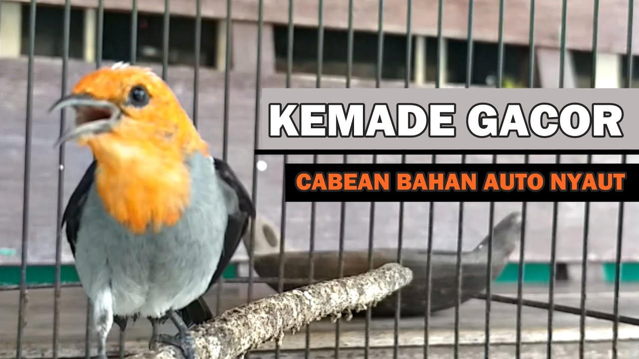 VIDEO KEMADE JAWA GACOR | Suara PIKAT burung cabe cabean Cit keres ...